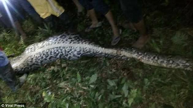 Watch: Villagers Cut Open a 7-meter Python Snake To Find Their Missing ...