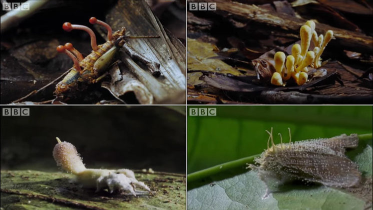 Watch this Mind-Controlling Fungus, Can Be the Start of a Zombie ...