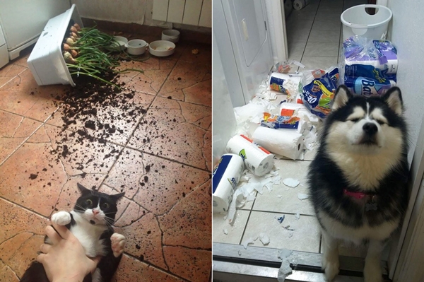 30 Photos That Show What Hilariously Horrible Things Pets Do When Left ...