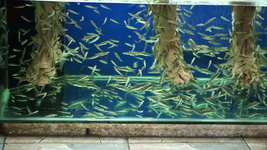 fish-spa-pedicure-foot-bath-using-fish-the-eat-dead-skin_sxctdwp-e ...